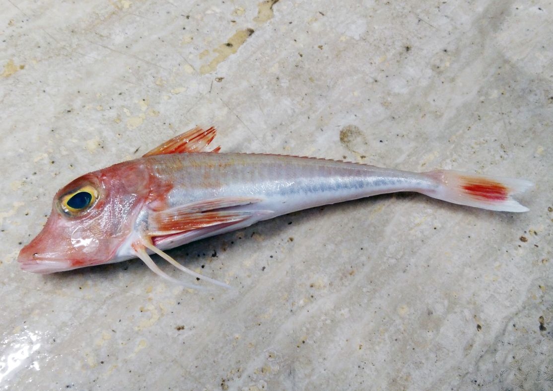 “PESCI, PESCATORI, PESCIVENDOLI E CONSUMATORI” DI GIORGIO CORATI ...